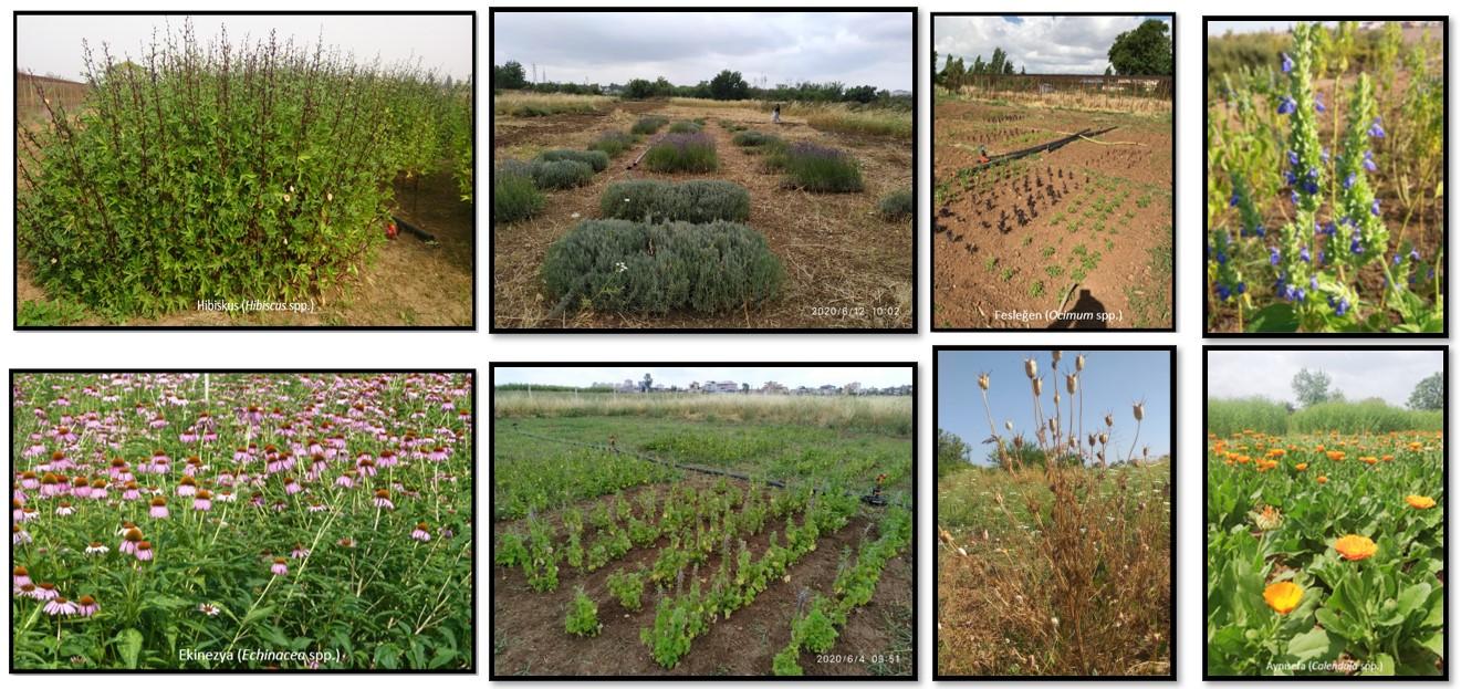 TARLA BİTKİLERİ BÖLÜMÜ